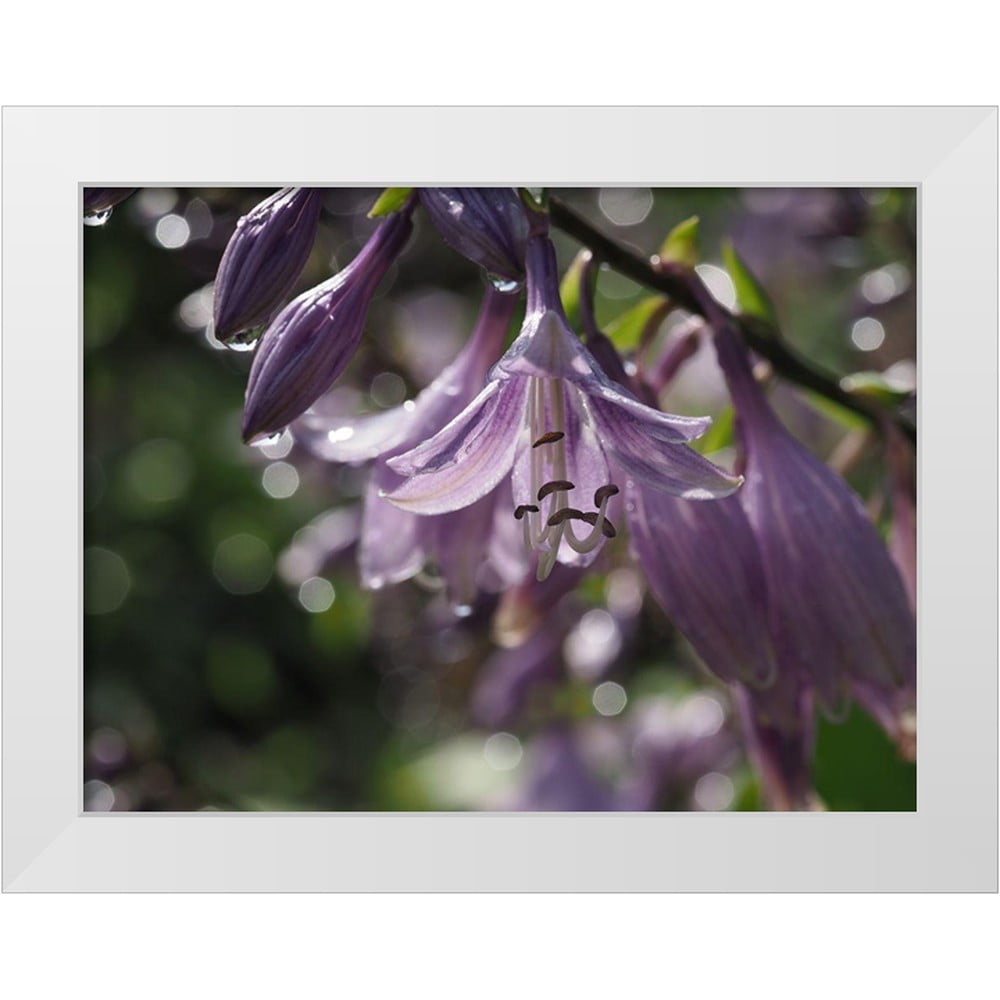 Bonin, Suzanne 24x19 White Modern Wood Framed Museum Art Print Titled ...