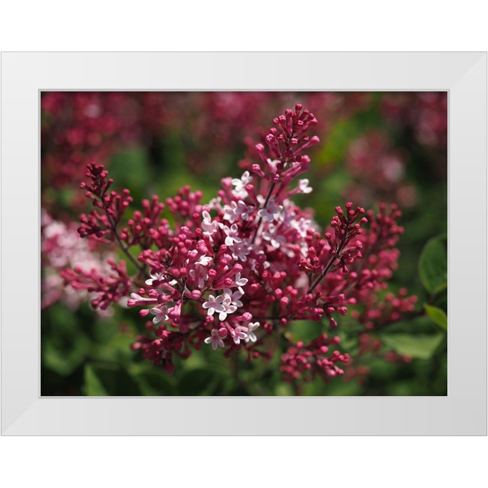 Bonin, Suzanne 24x19 White Modern Wood Framed Museum Art Print Titled - Joy - Walmart.com