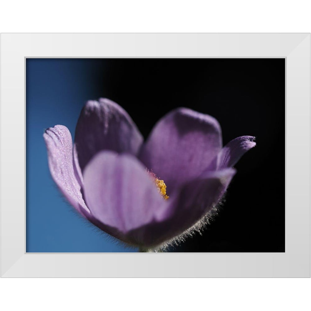 Bonin, Suzanne 24x19 White Modern Wood Framed Museum Art Print Titled ...