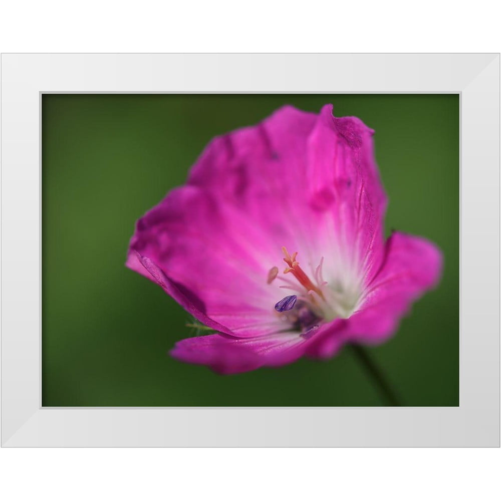 Bonin, Suzanne 24x19 White Modern Wood Framed Museum Art Print Titled ...