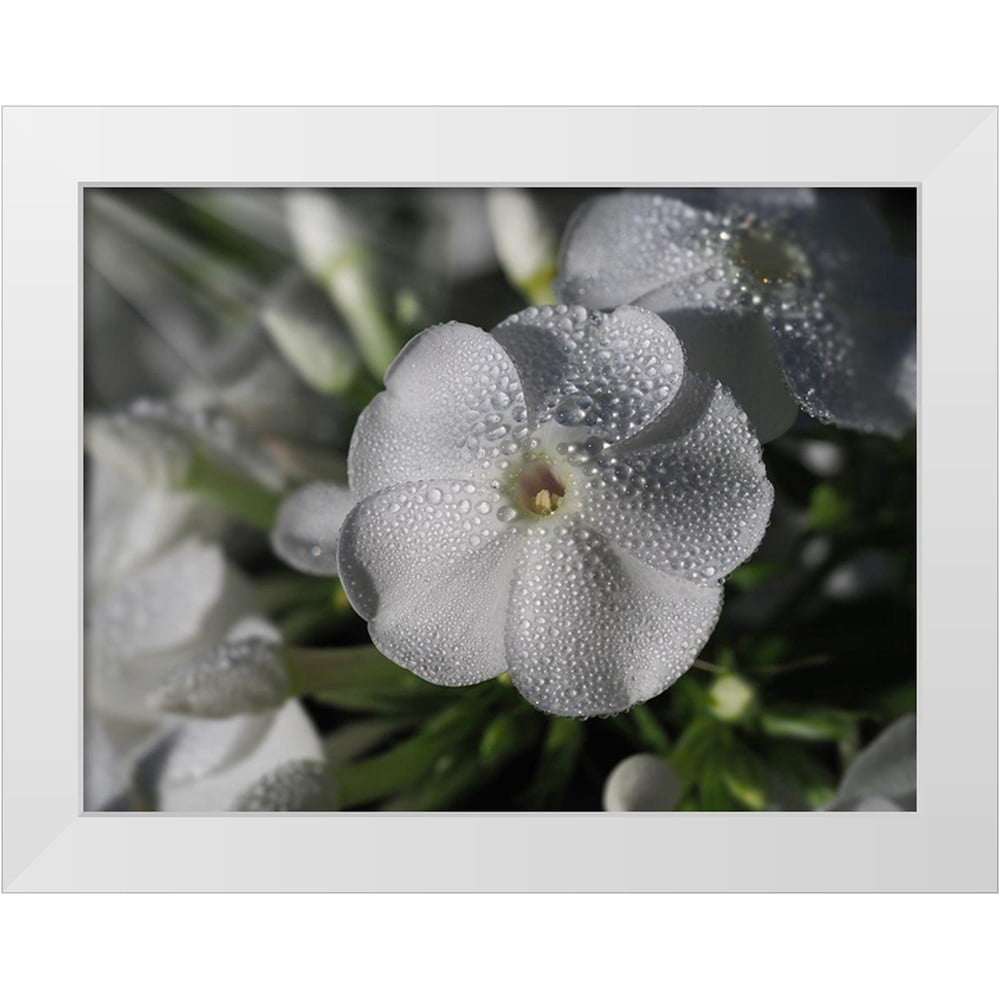 Bonin, Suzanne 24x19 White Modern Wood Framed Museum Art Print Titled ...
