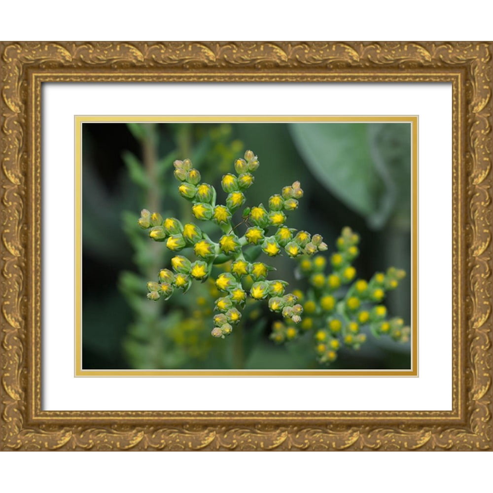 Bonin, Suzanne 32x25 Gold Ornate Wood Framed with Double Matting Museum ...
