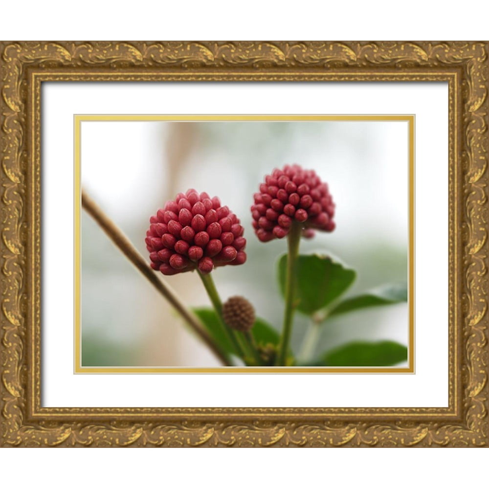 Bonin, Suzanne 32x25 Gold Ornate Wood Framed with Double Matting Museum ...