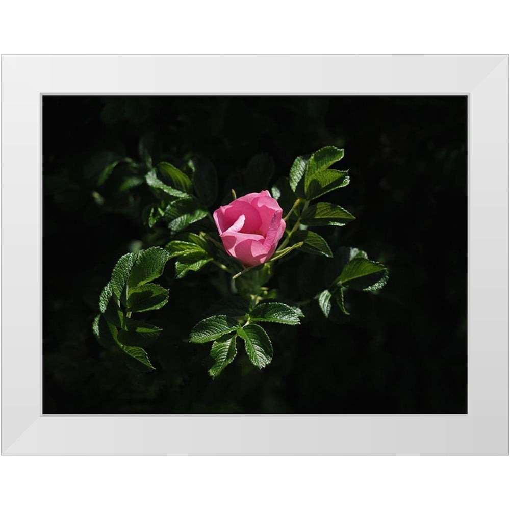 Bonin, Suzanne 32x25 White Modern Wood Framed Museum Art Print Titled ...