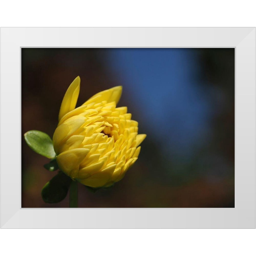 Bonin, Suzanne 32x25 White Modern Wood Framed Museum Art Print Titled ...