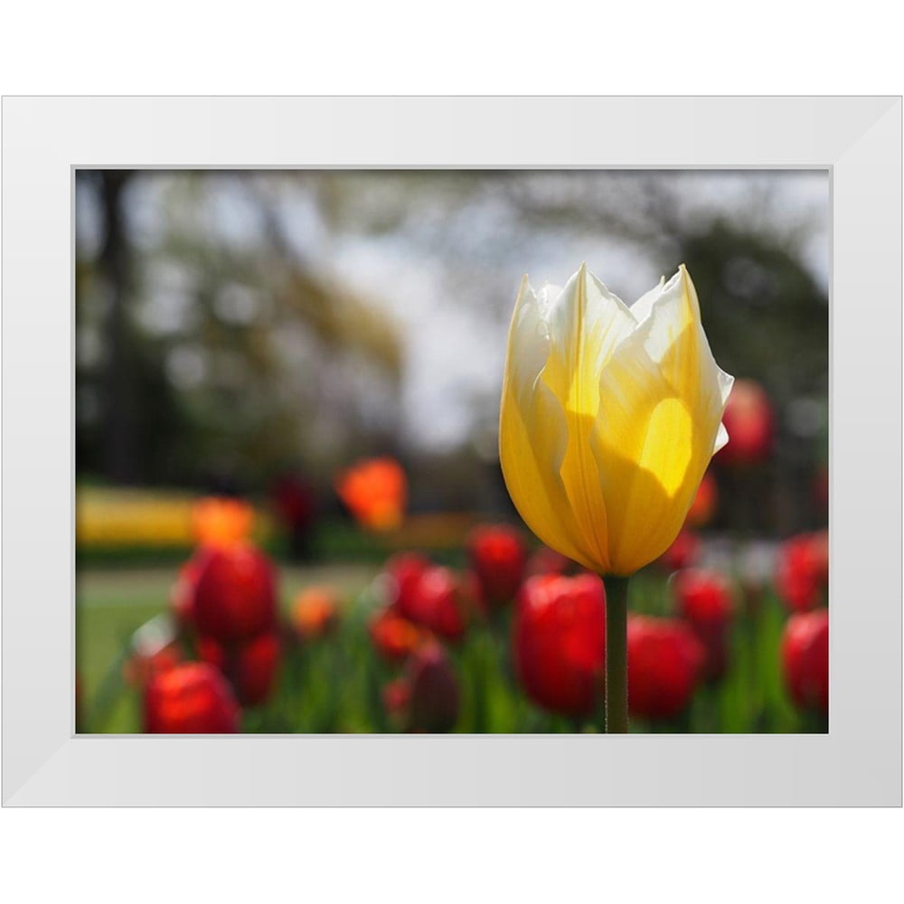 Bonin, Suzanne 32x25 White Modern Wood Framed Museum Art Print Titled ...