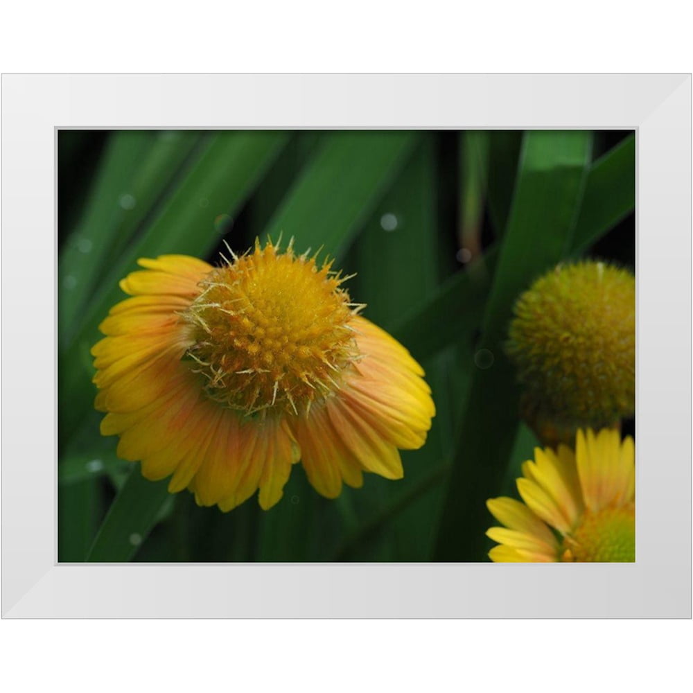 Bonin, Suzanne 32x25 White Modern Wood Framed Museum Art Print Titled ...