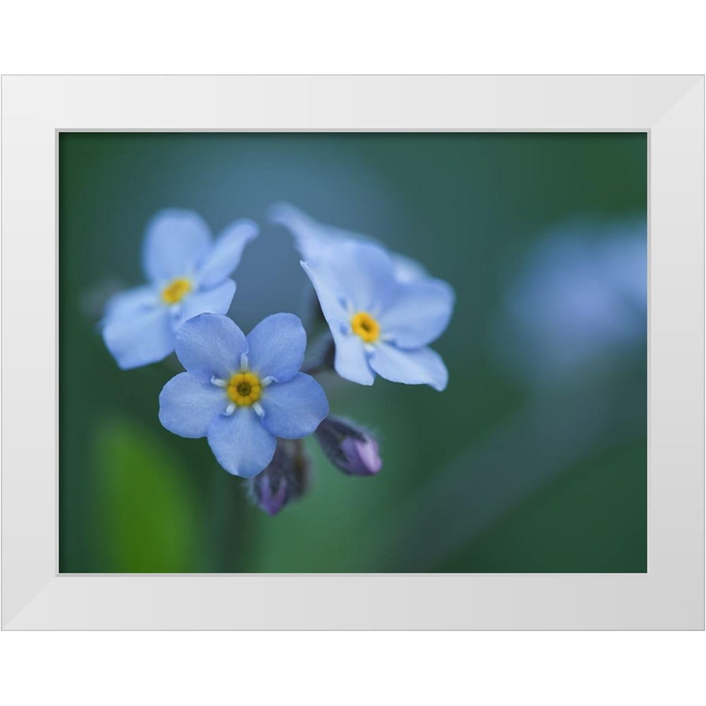 Bonin, Suzanne 32x25 White Modern Wood Framed Museum Art Print Titled ...