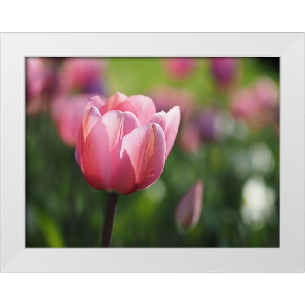 Bonin, Suzanne 32x25 White Modern Wood Framed Museum Art Print Titled ...