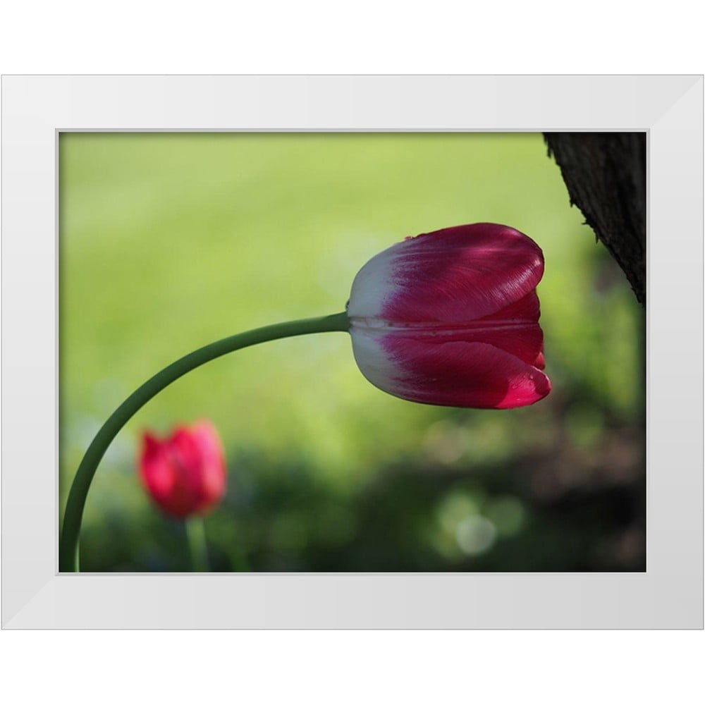 Bonin, Suzanne 32x25 White Modern Wood Framed Museum Art Print Titled ...