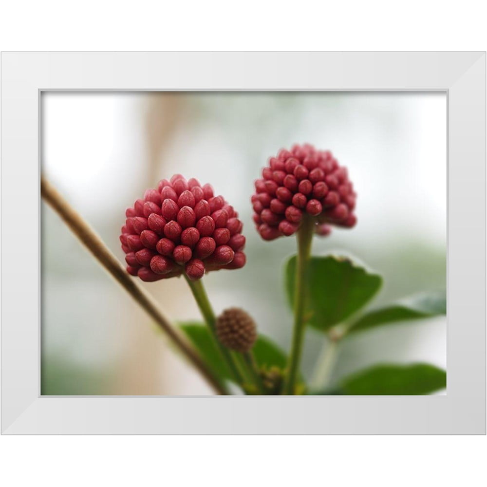 Bonin, Suzanne 32x25 White Modern Wood Framed Museum Art Print Titled ...