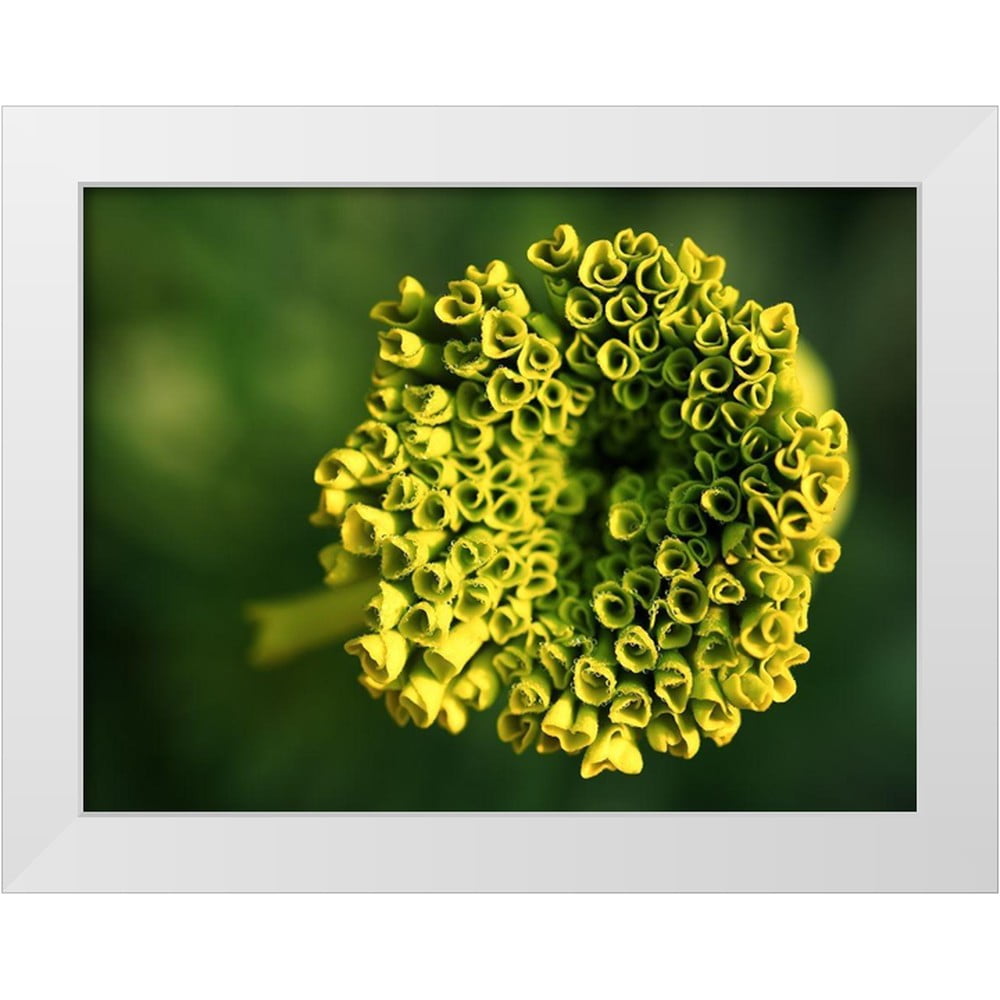 Bonin, Suzanne 32x25 White Modern Wood Framed Museum Art Print Titled ...