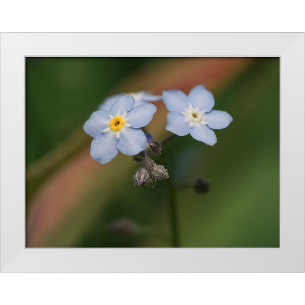 Bonin, Suzanne 32x25 White Modern Wood Framed Museum Art Print Titled ...