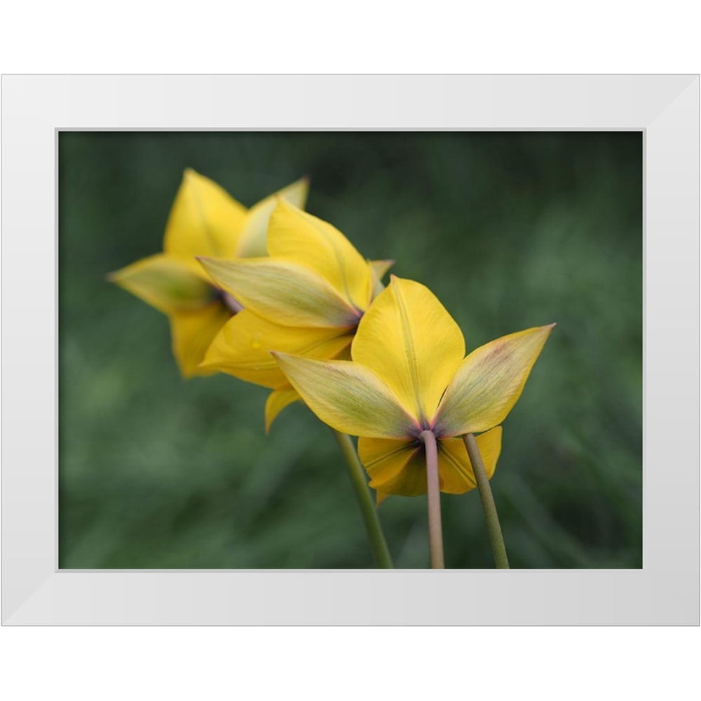 Bonin, Suzanne 32x25 White Modern Wood Framed Museum Art Print Titled ...