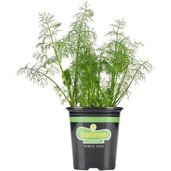 Herb Plants in Live Plants - Walmart.com