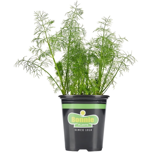 "Bonnie Plants 18"" to 24"" Fernleaf Dill Live Plants - Walmart ...
