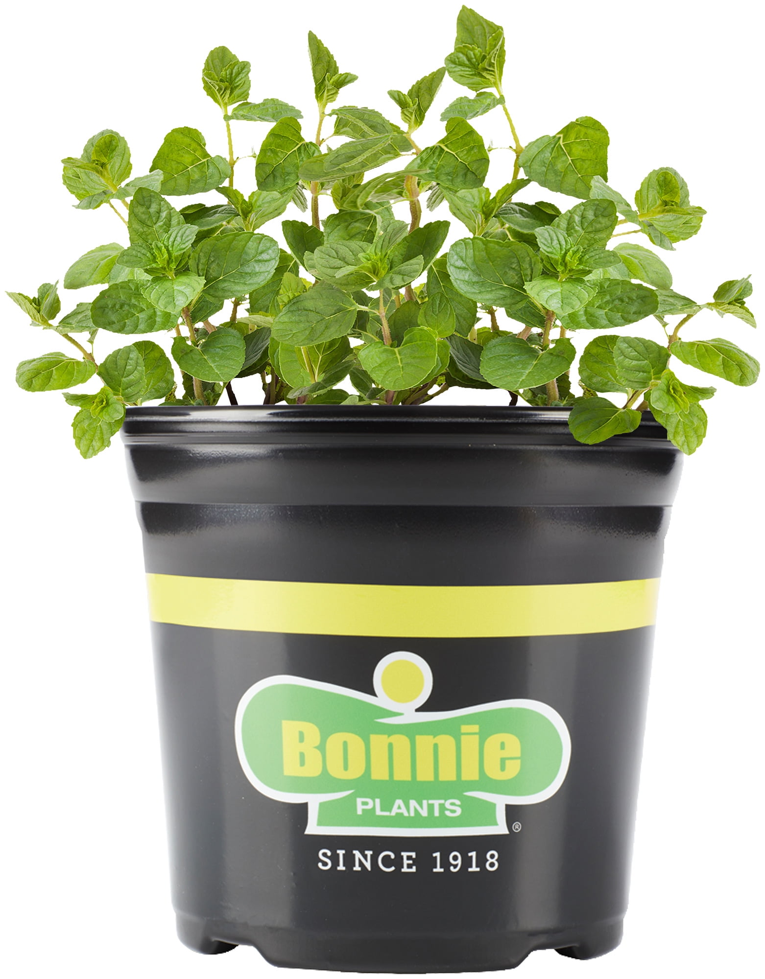 Bonnie Plants 24" Spearmint Live Plants in 6" Grower Pots, Fragrant ...