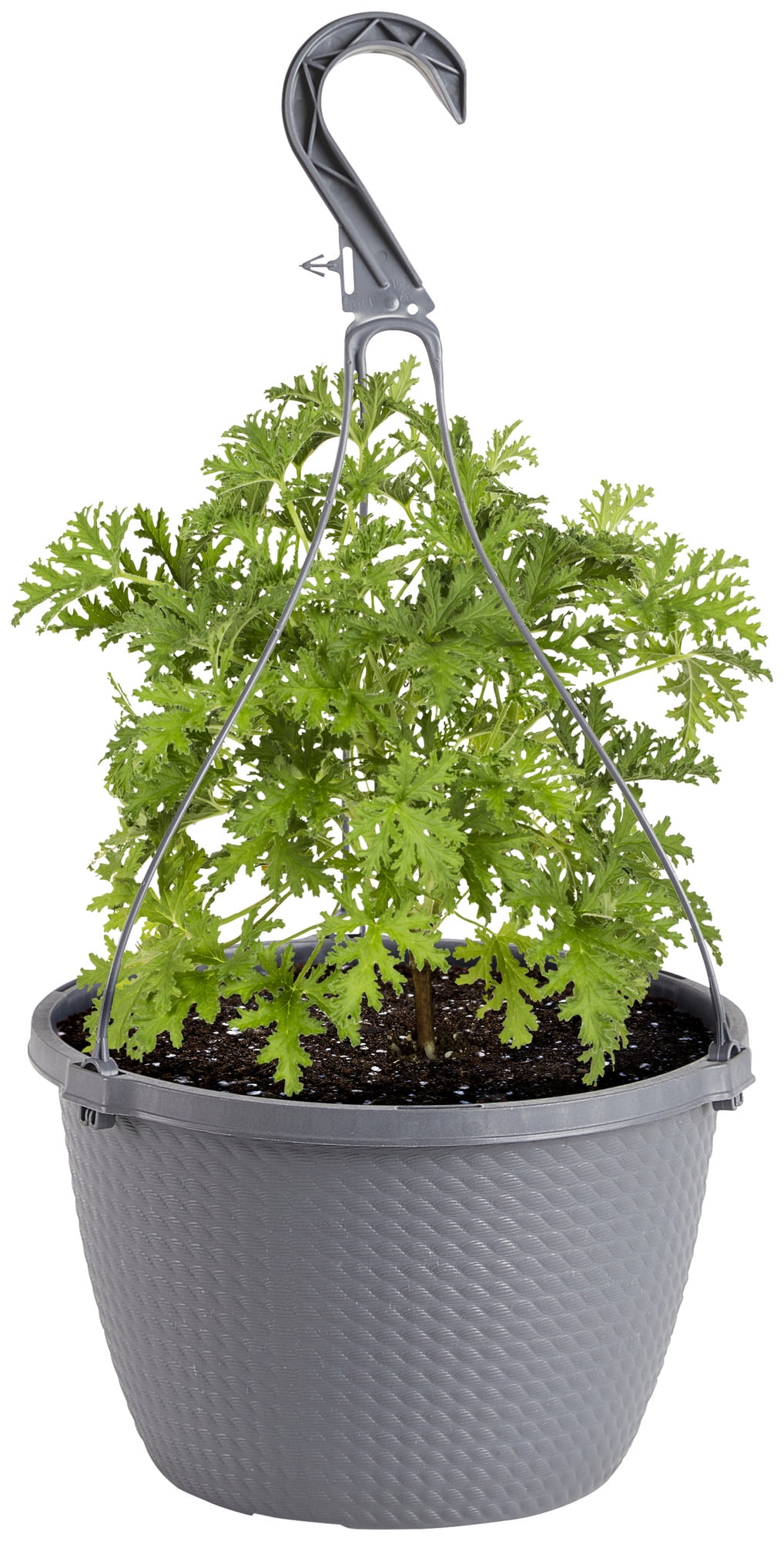 Bonnie Plants 36 in Citronella Live Plant in 10 in Basket, Citrus ...