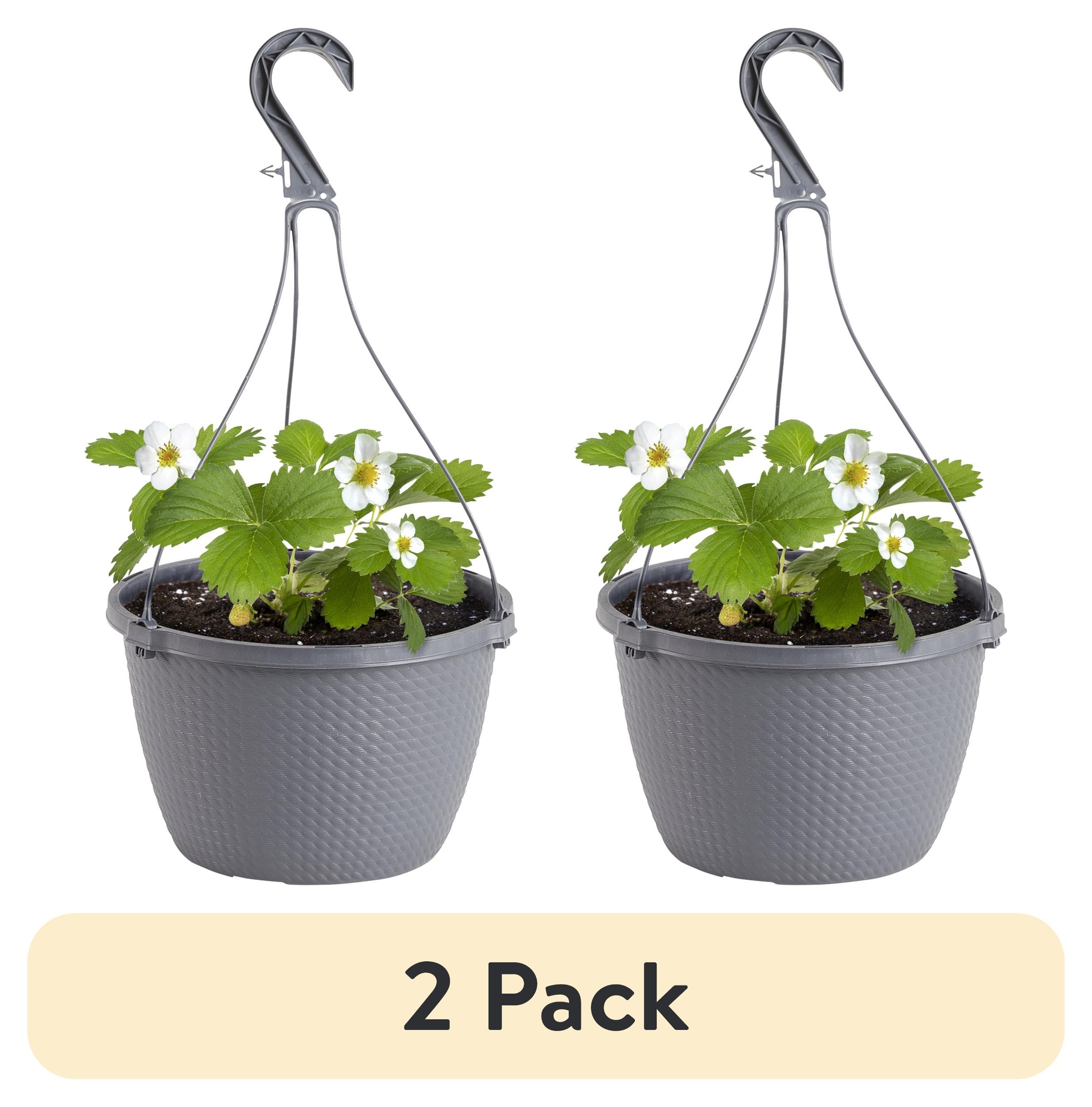 (2 pack) Bonnie Plants Albion Strawberry: 10-inch Basket, Live Plant ...