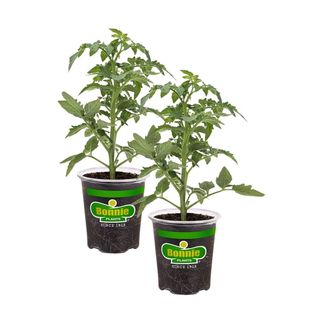 Bonnie Plants Better Bush Tomato, 19.3 oz., 2-Pack, Live Plants ...