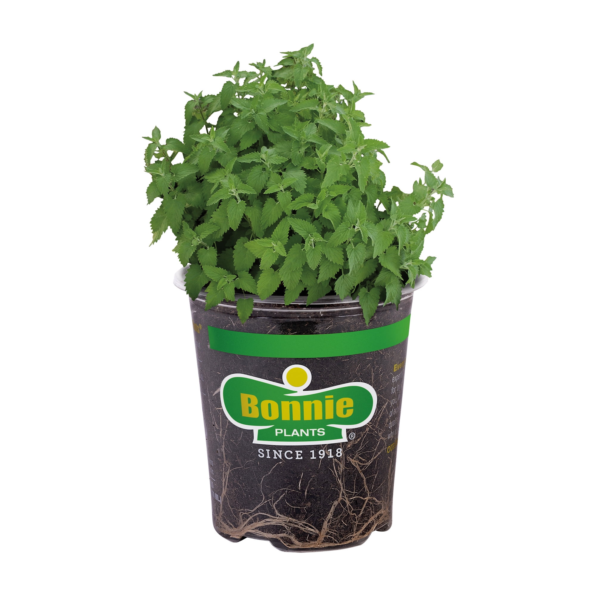 Bonnie Plants Catnip 19.3 oz. - Walmart.com