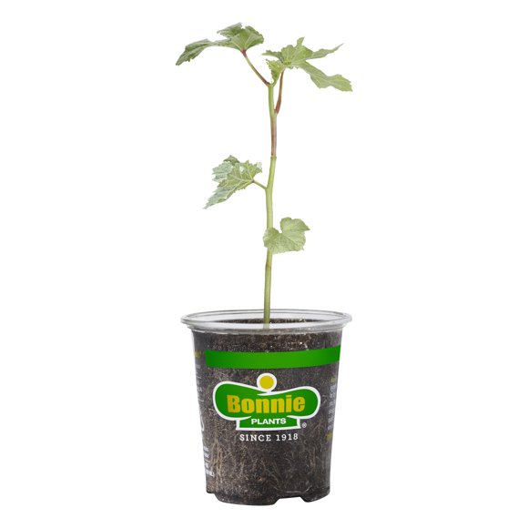 Shop All Vegetable Plants in Vegetable Plants - Walmart.com