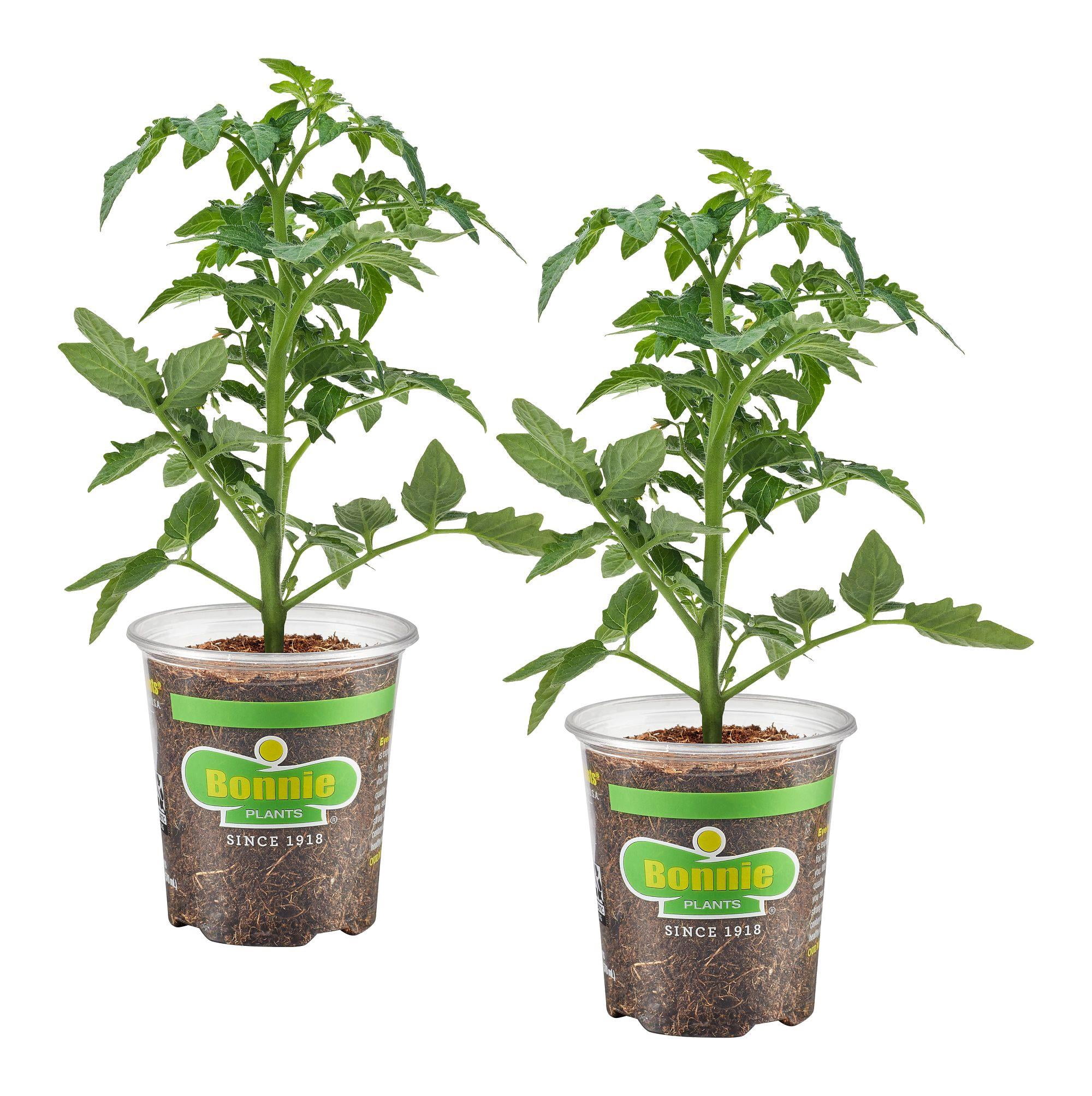 Bonnie Plants Genuwine Beefsteak Tomato 19.3oz. 2-Pack Live Plants ...