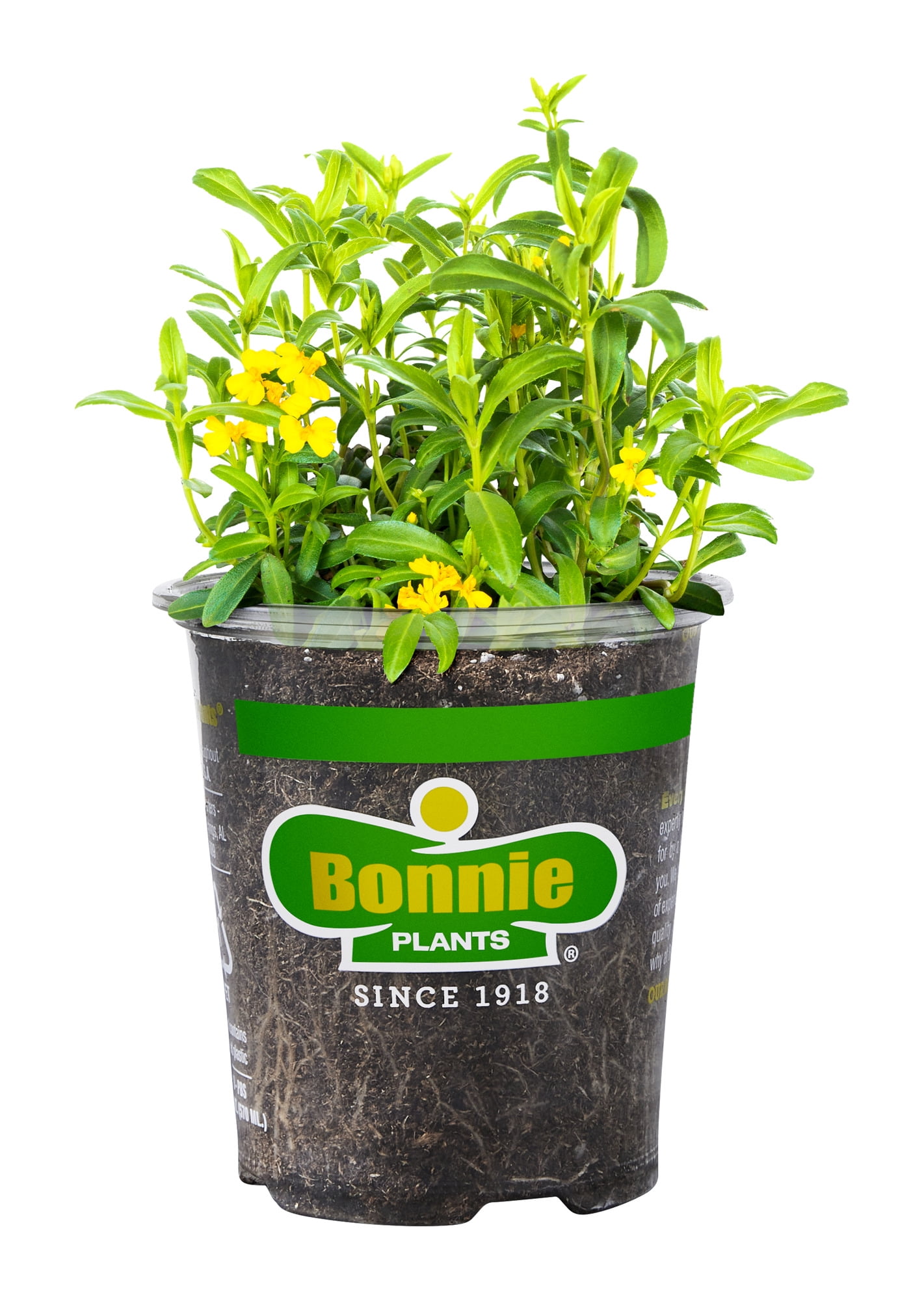 Bonnie Plants Green Mexican Tarragon Live Plants in Grower Pot ...