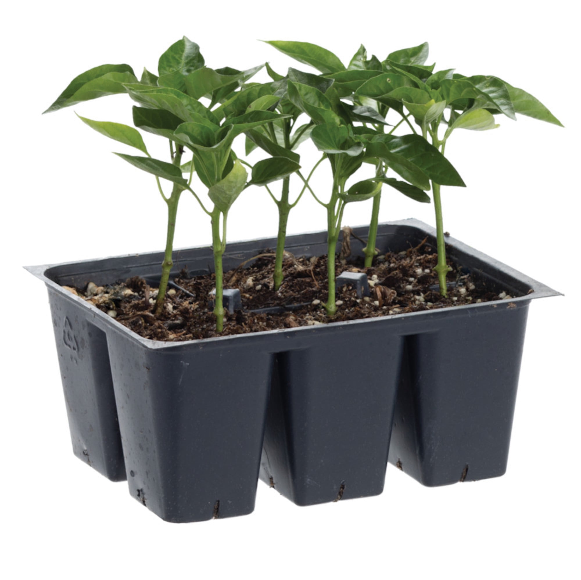 Bonnie Plants Green Sweet Bell Pepper 6-pack - Walmart.com