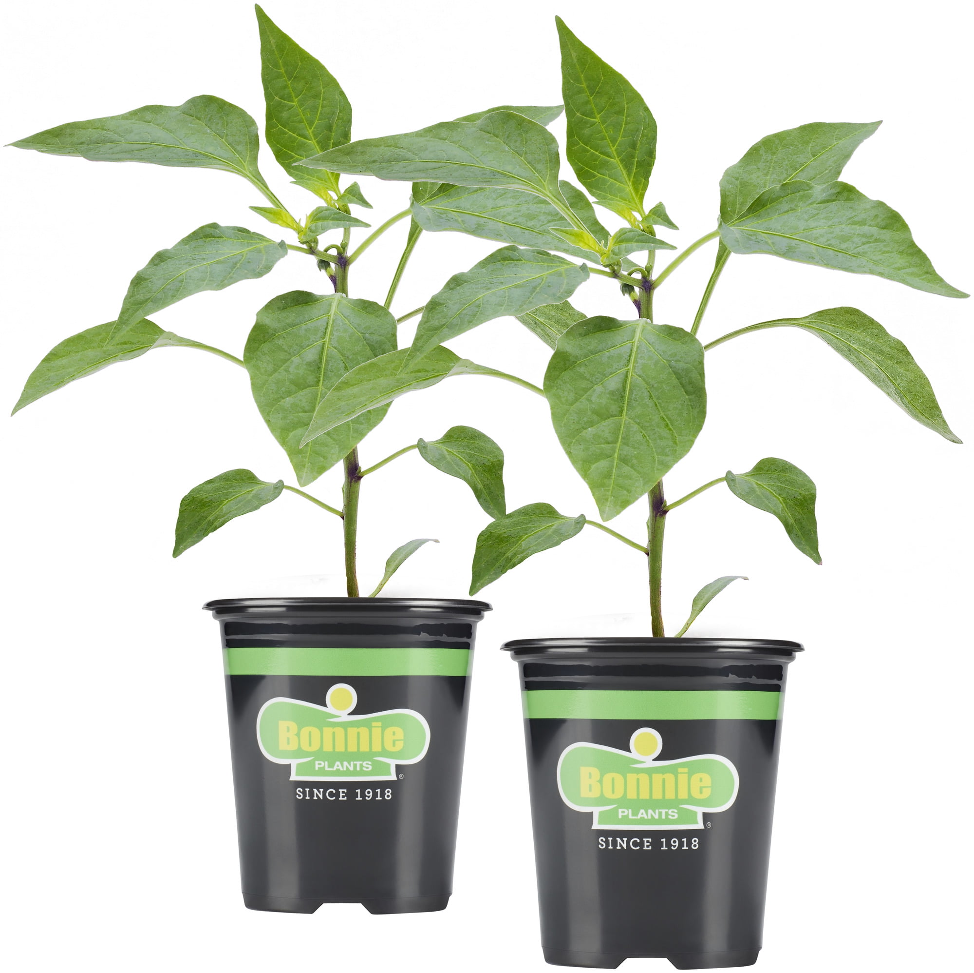 Bonnie Plants Green Tabasco Hot Pepper 4.5in (2 Count) - Walmart.com