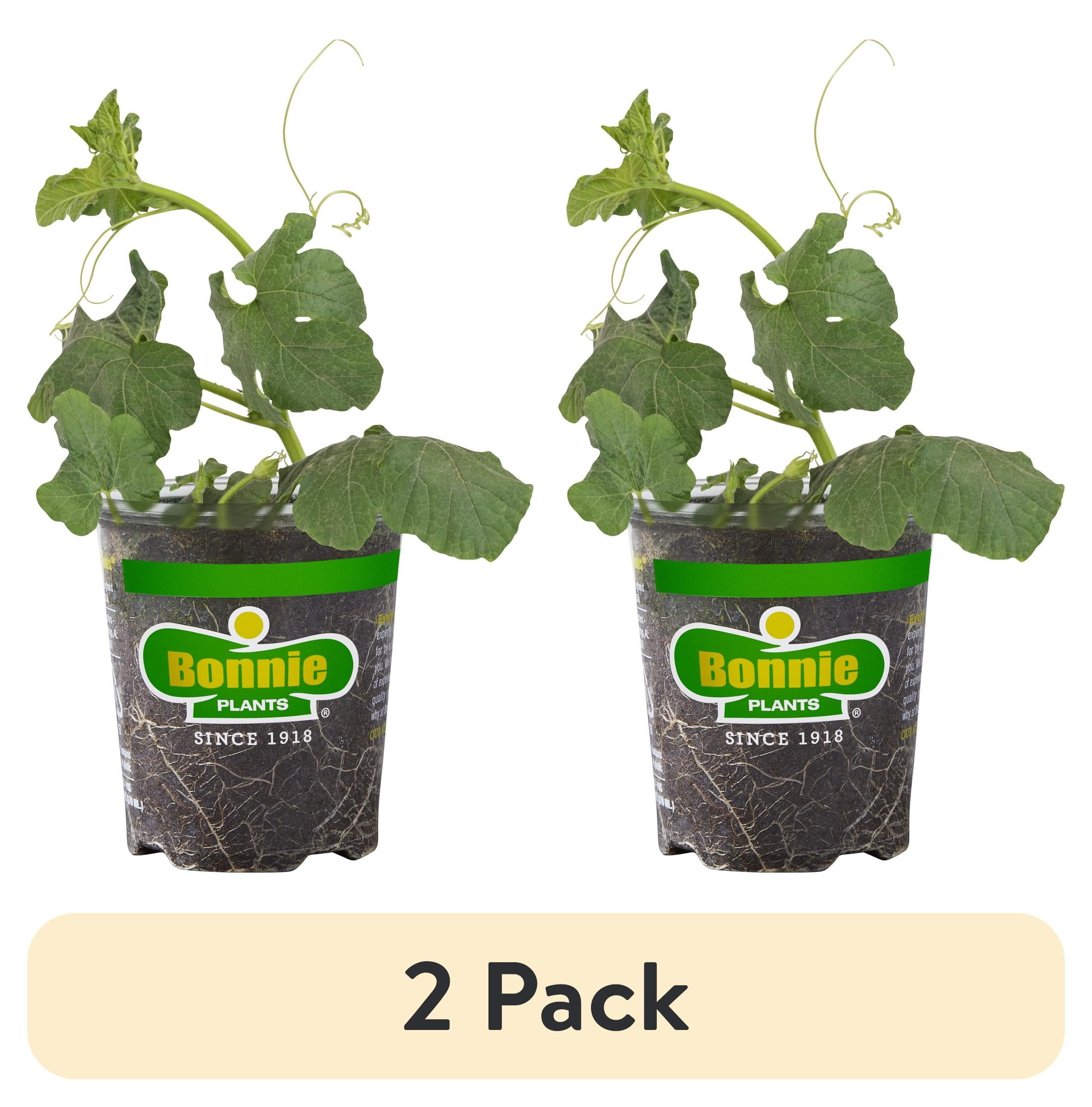 (2 pack) Bonnie Plants Jack-O-Lantern Pumpkin 19.3 oz. - Walmart.com
