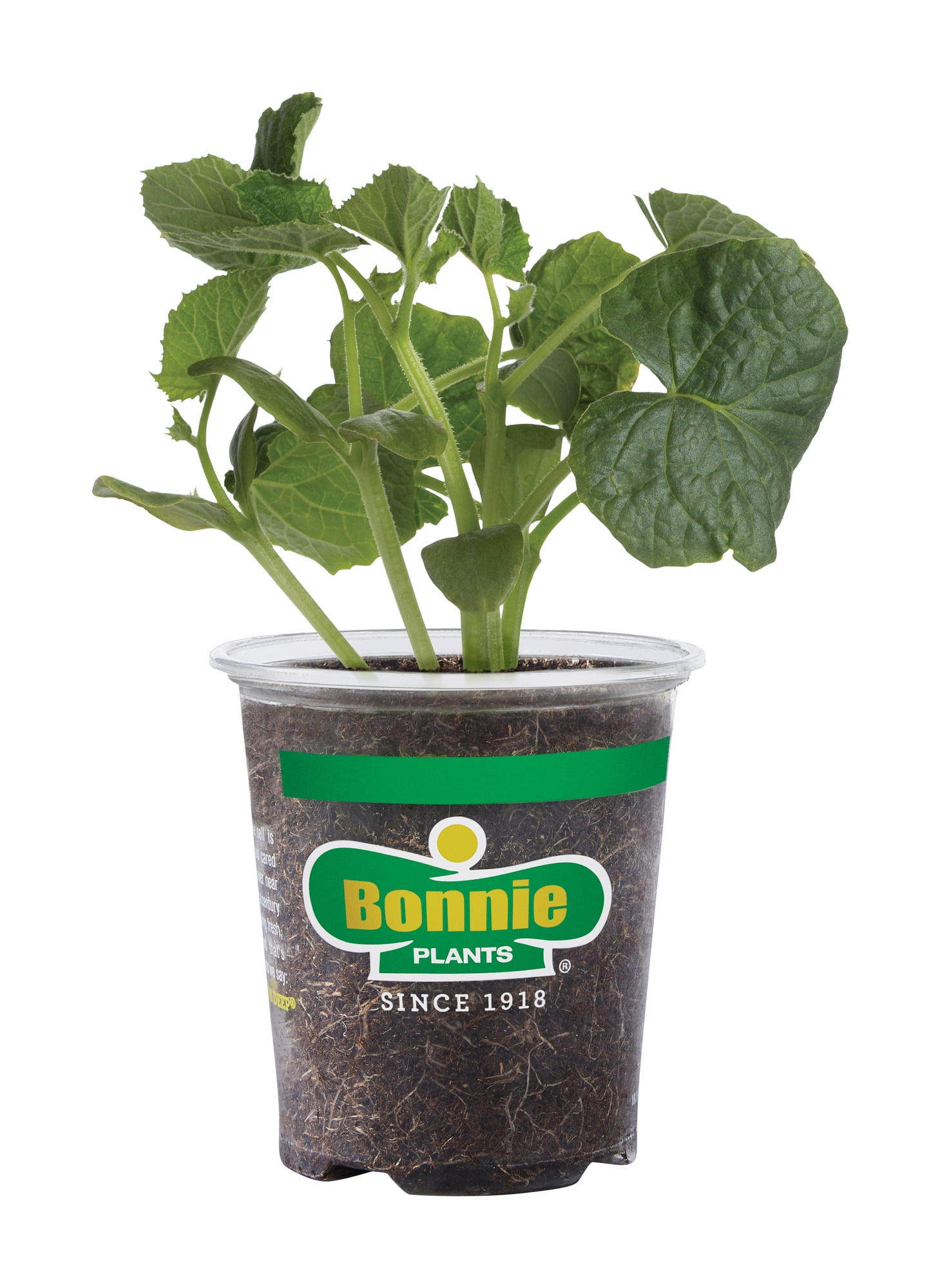 Bonnie Plants Lemon Cucumber 19.3 oz. - Walmart.com