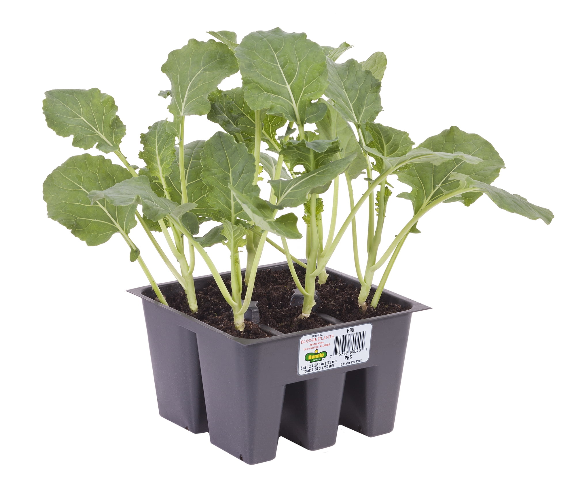 Bonnie Plants Lieutenant Broccoli 6-pack - Walmart.com