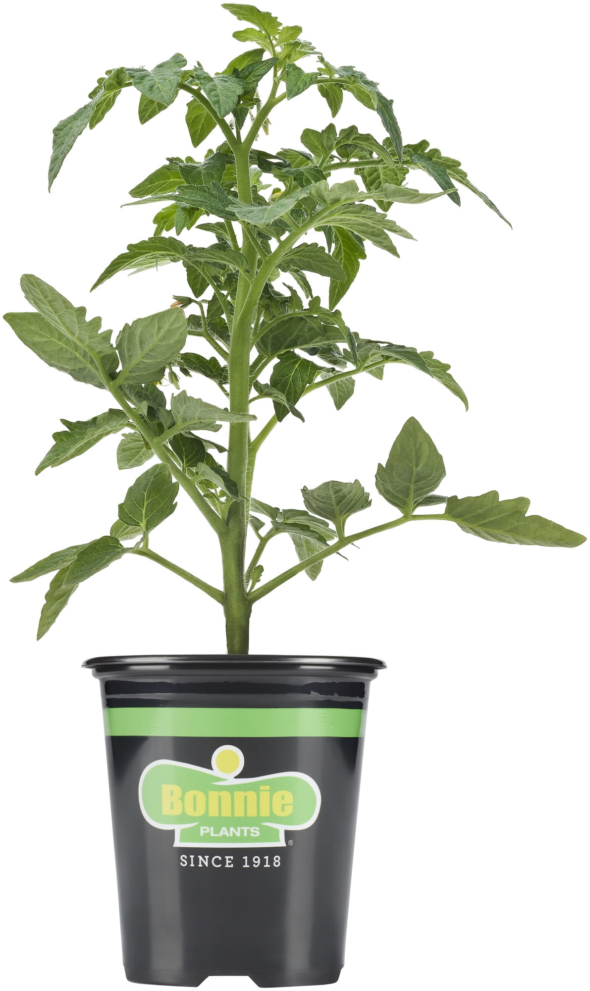 Bonnie Plants Little Bing Cherry Tomato (Organic) 4.5" - Walmart.com