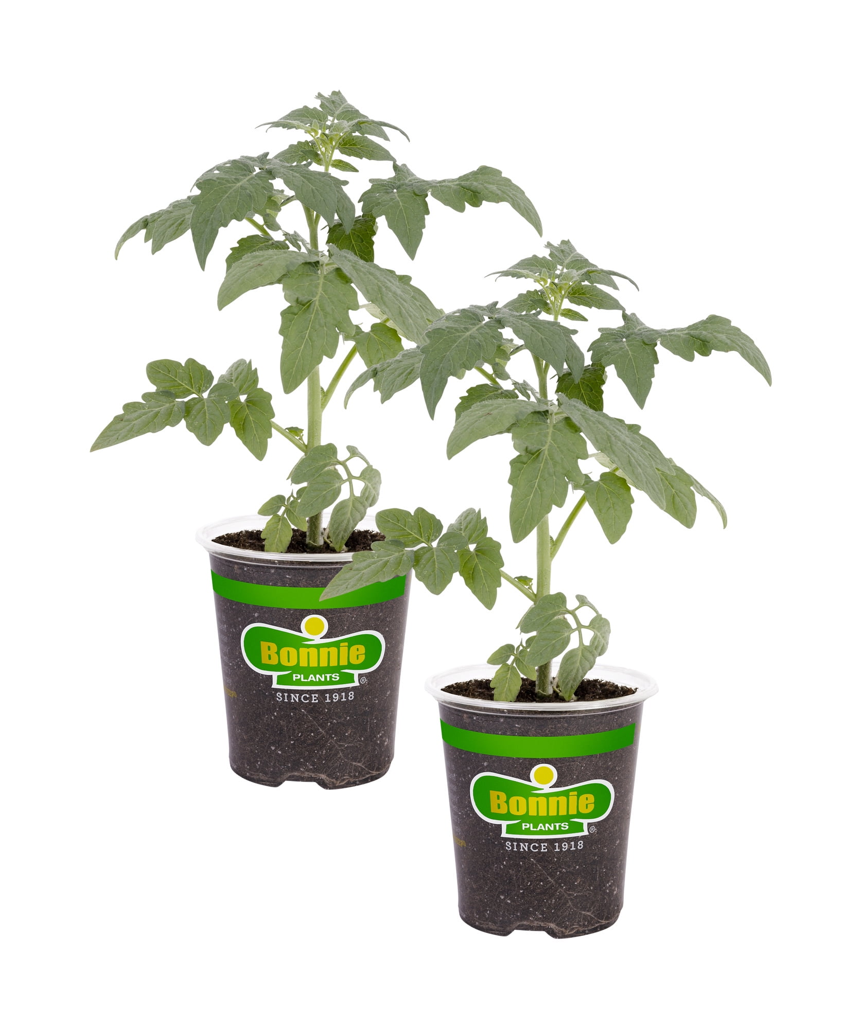 Bonnie Plants Park's Whopper Improved Tomato, 19.3 oz., 2-Pack, Live ...