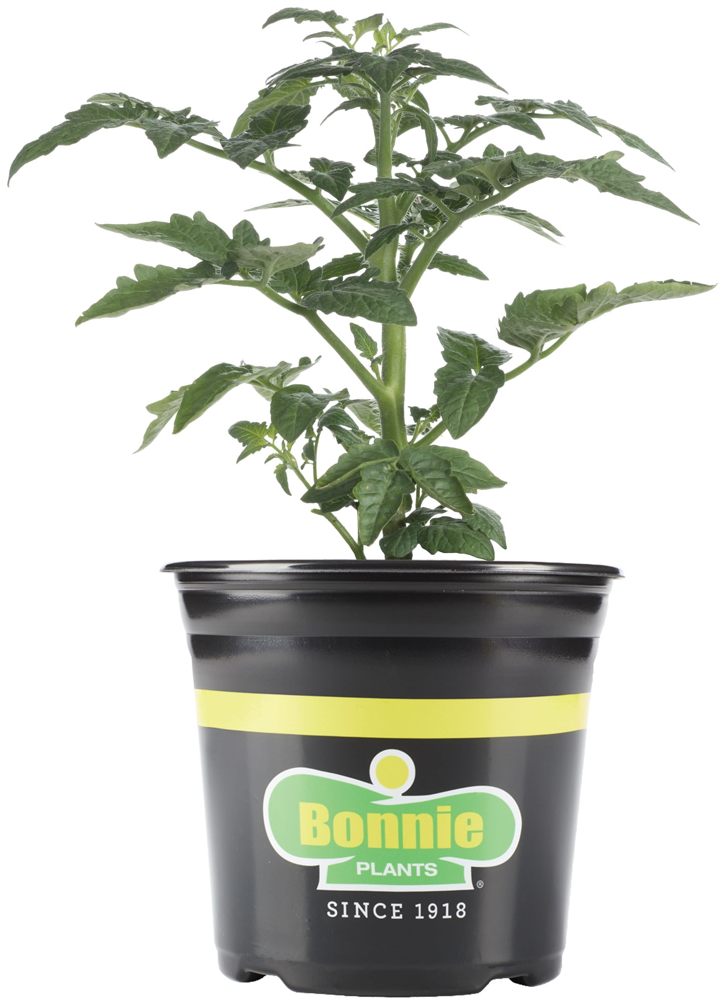 Bonnie Plants Pink Girl Tomato 1 gal., Live Plant - Walmart.com