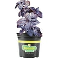 Bonnie Plants Purple Basil, Live Plant, Licorice Taste, 1 gal ...