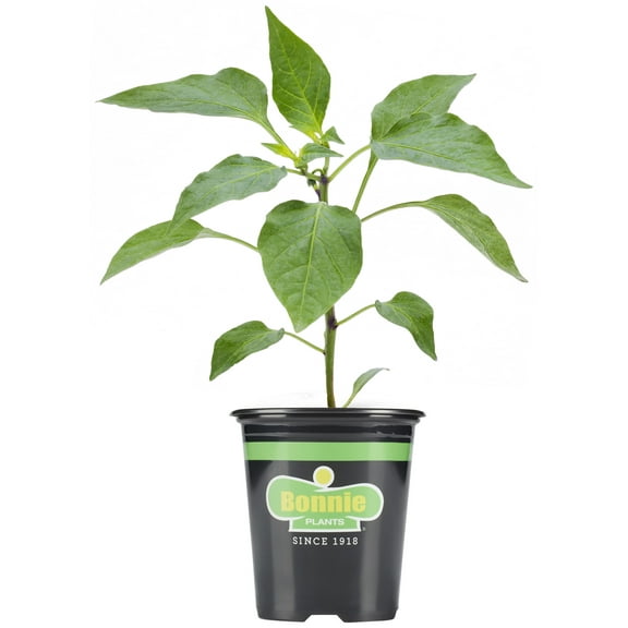 Bonnie Plants Yellow Bell Sweet Pepper 19.3 oz - Walmart.com