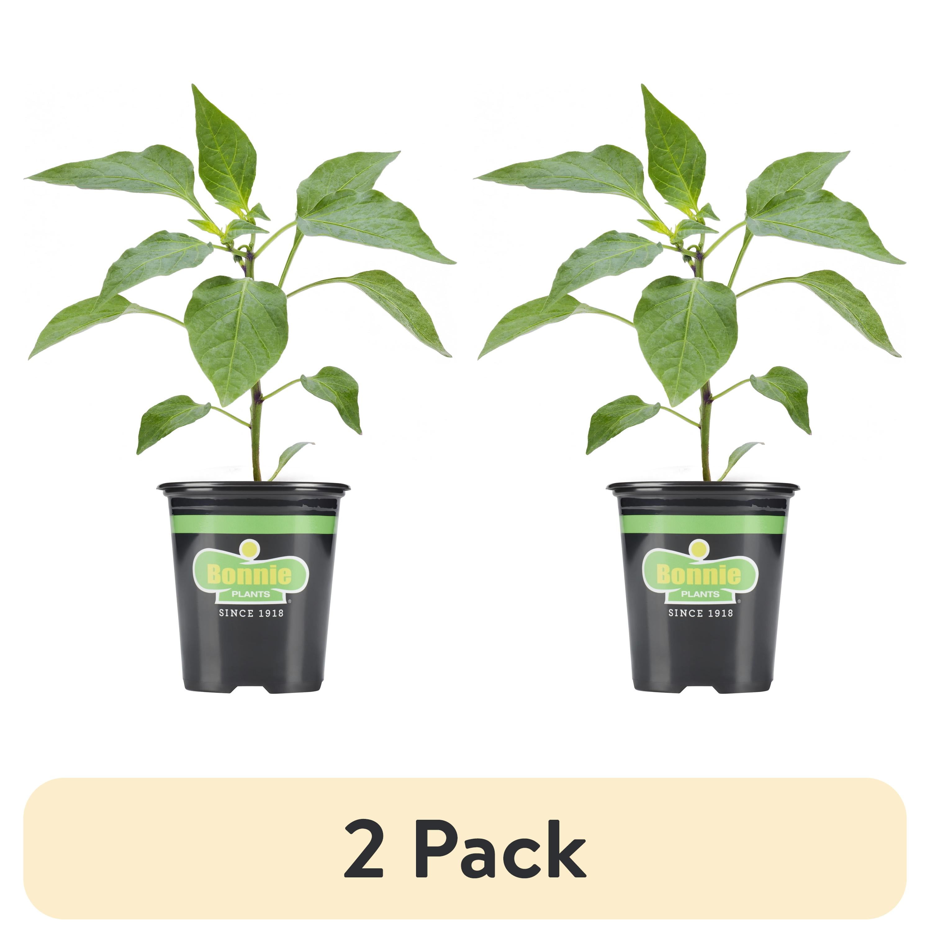 (2 pack) Bonnie Plants Red Bell Sweet Pepper 19.3 oz. - Walmart.com
