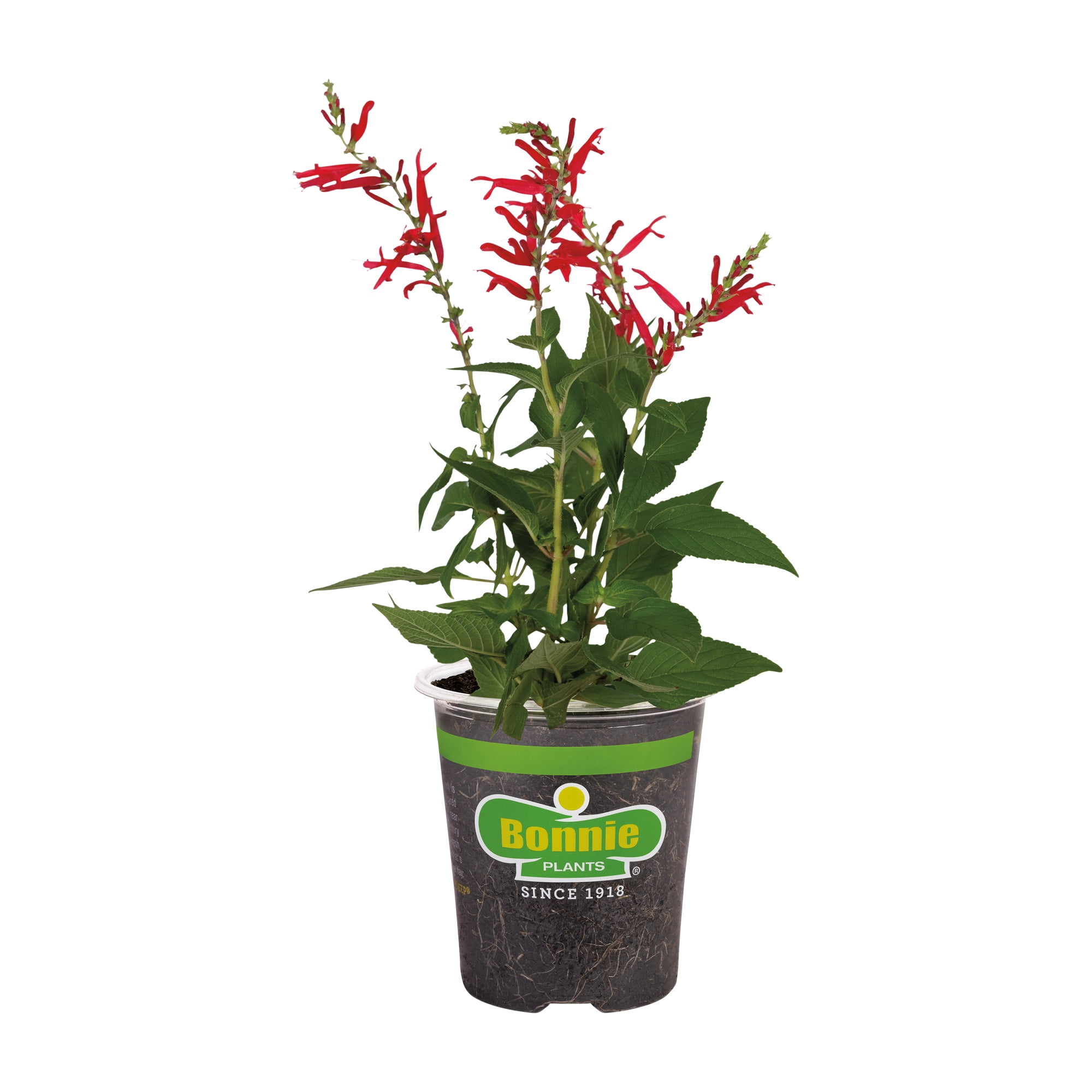 Bonnie Plants Red Pineapple Sage Live Plants, Edible - Walmart.com