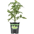 Bonnie Plants Roma Classic Paste Tomato 19.3 oz. - Walmart.com