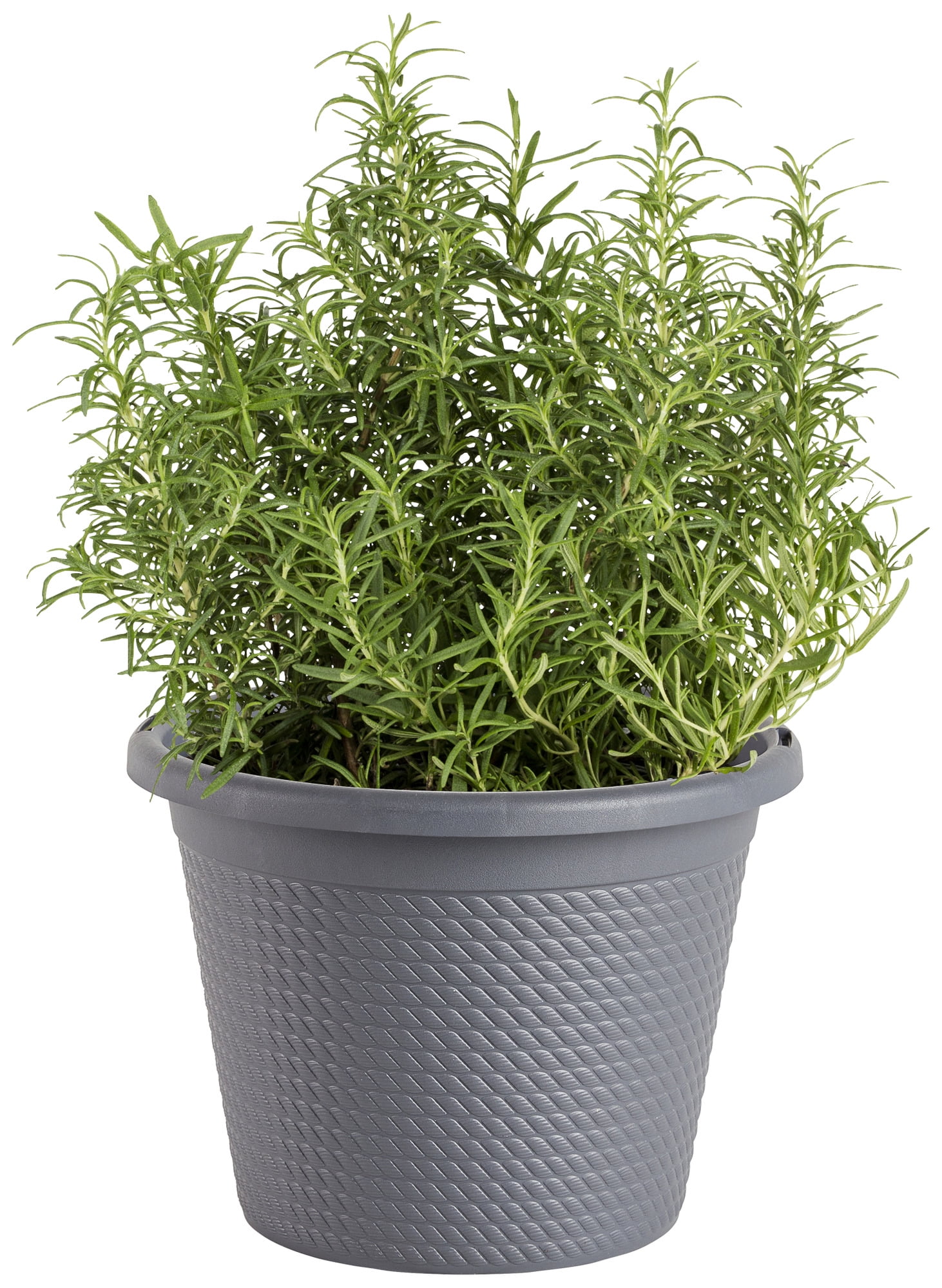 Bonnie Plants Rosemary, Plant in Containers, Easy-To-Grow, 8 in ...