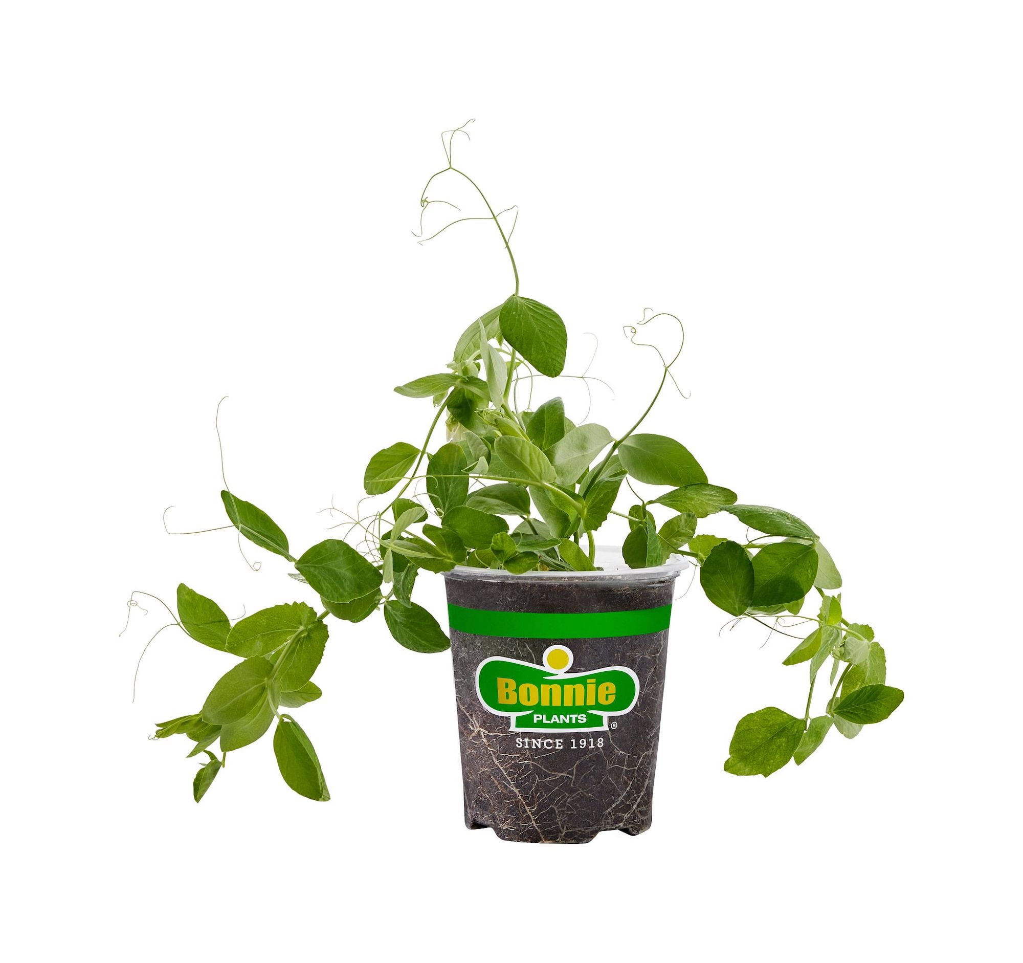 Bonnie Plants Sugar Ann Snap Pea Live Plants - Walmart.com