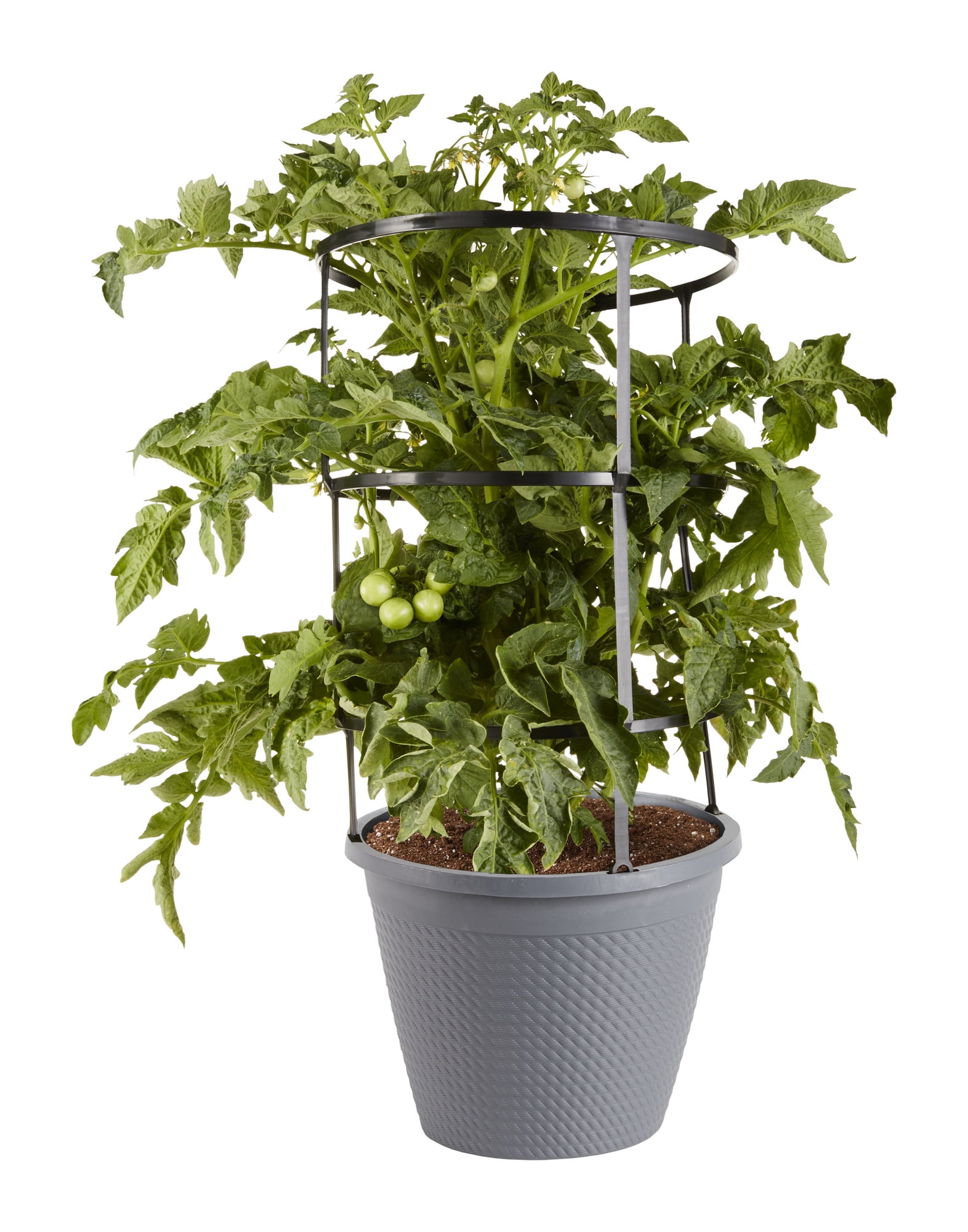 Bonnie Plants Sun Sugar Tomato 2.5 Gal., Live Plant - Walmart.com
