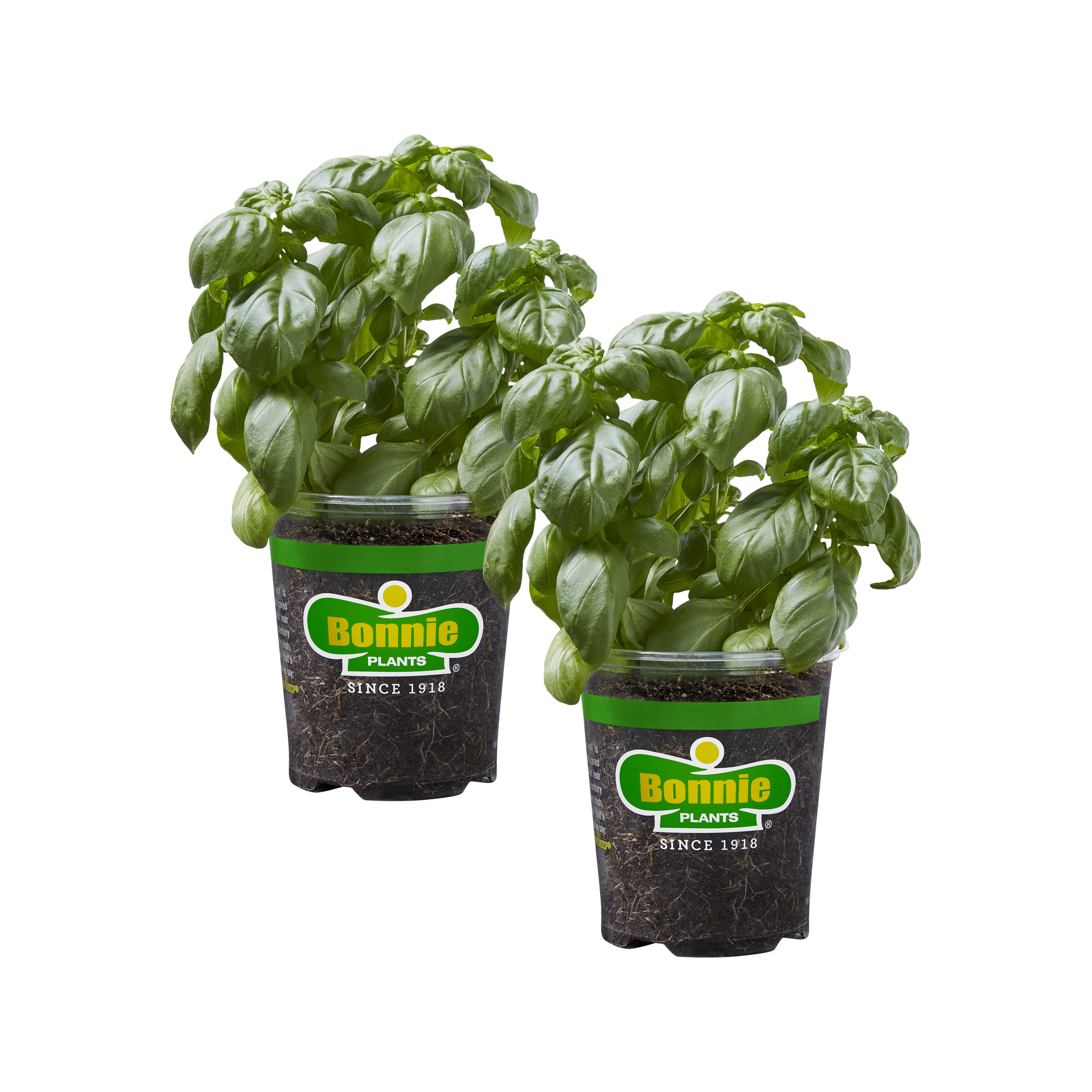 Burpee Organic Sweet Basil Herb Seed, 1-Pack - Walmart.com