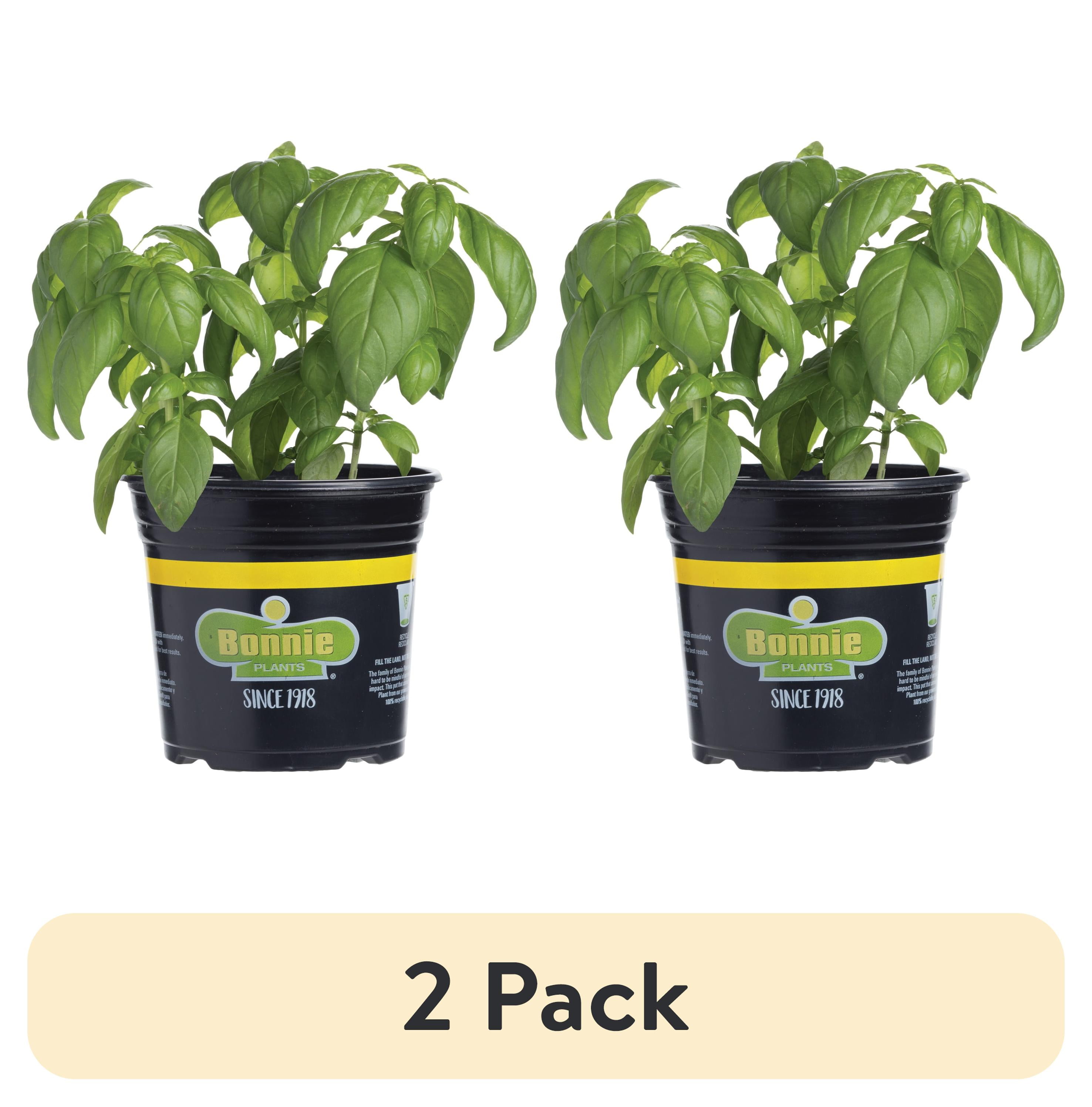 (2 pack) Bonnie Plants Sweet Basil 2.32 qt. - Walmart.com