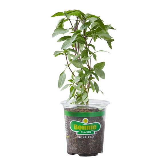 Basil Plants in Herb Plants - Walmart.com