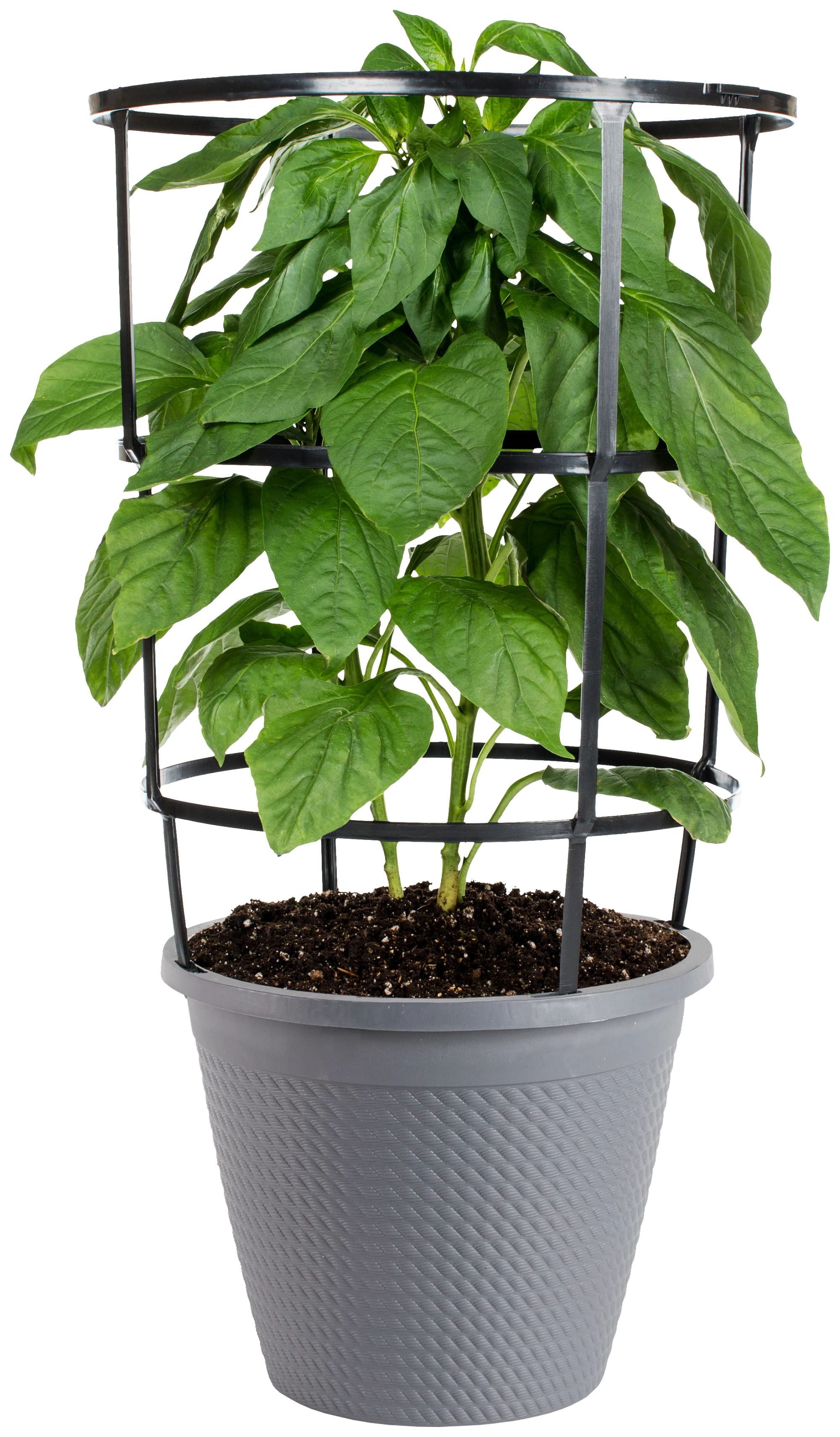 Bonnie Plants Thai Hot Ornamental Pepper, Live Plant, Compact Pepper in ...