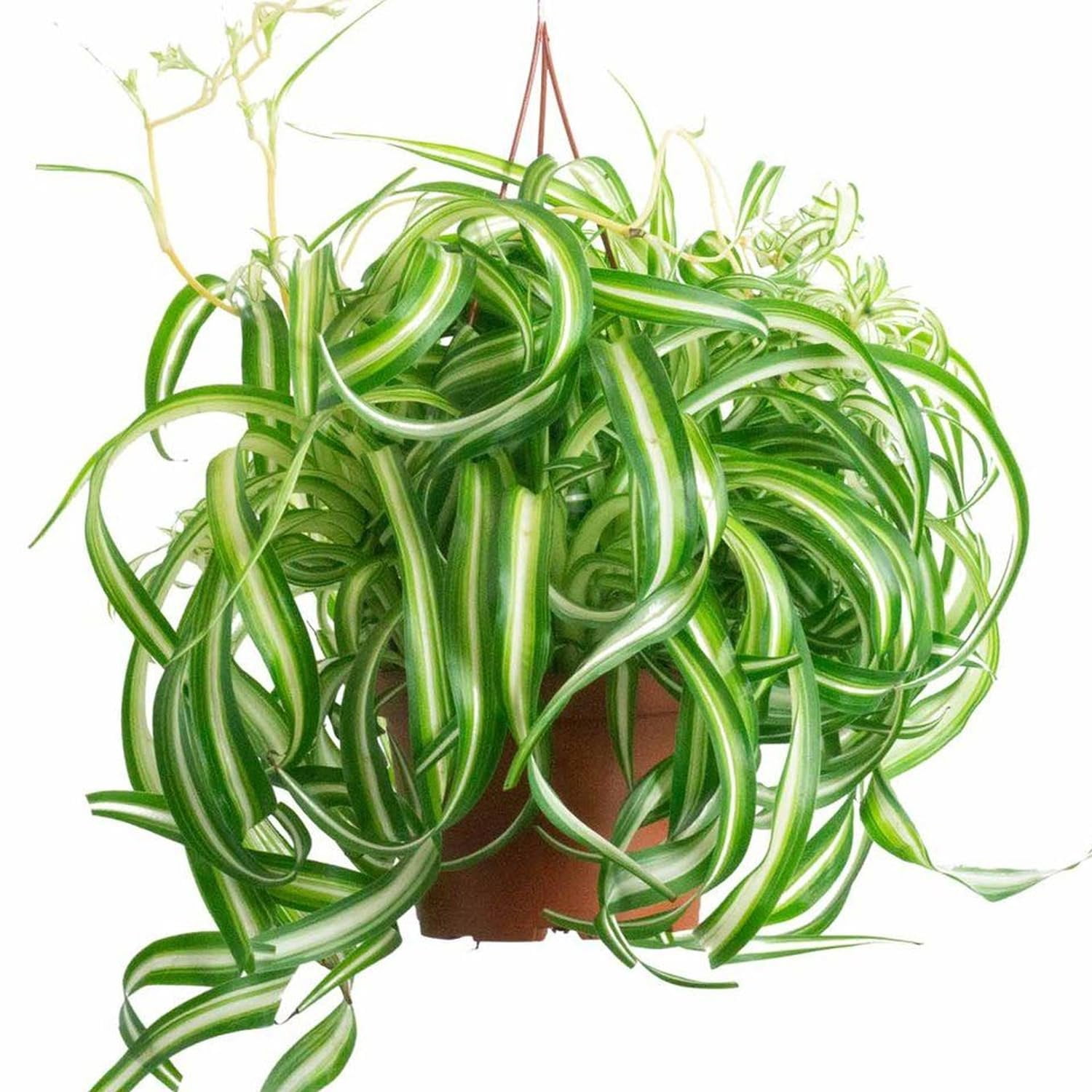 Bonnie Spider Plant Hanging Basket - Live Plant in an 8 Inch Hanging ...