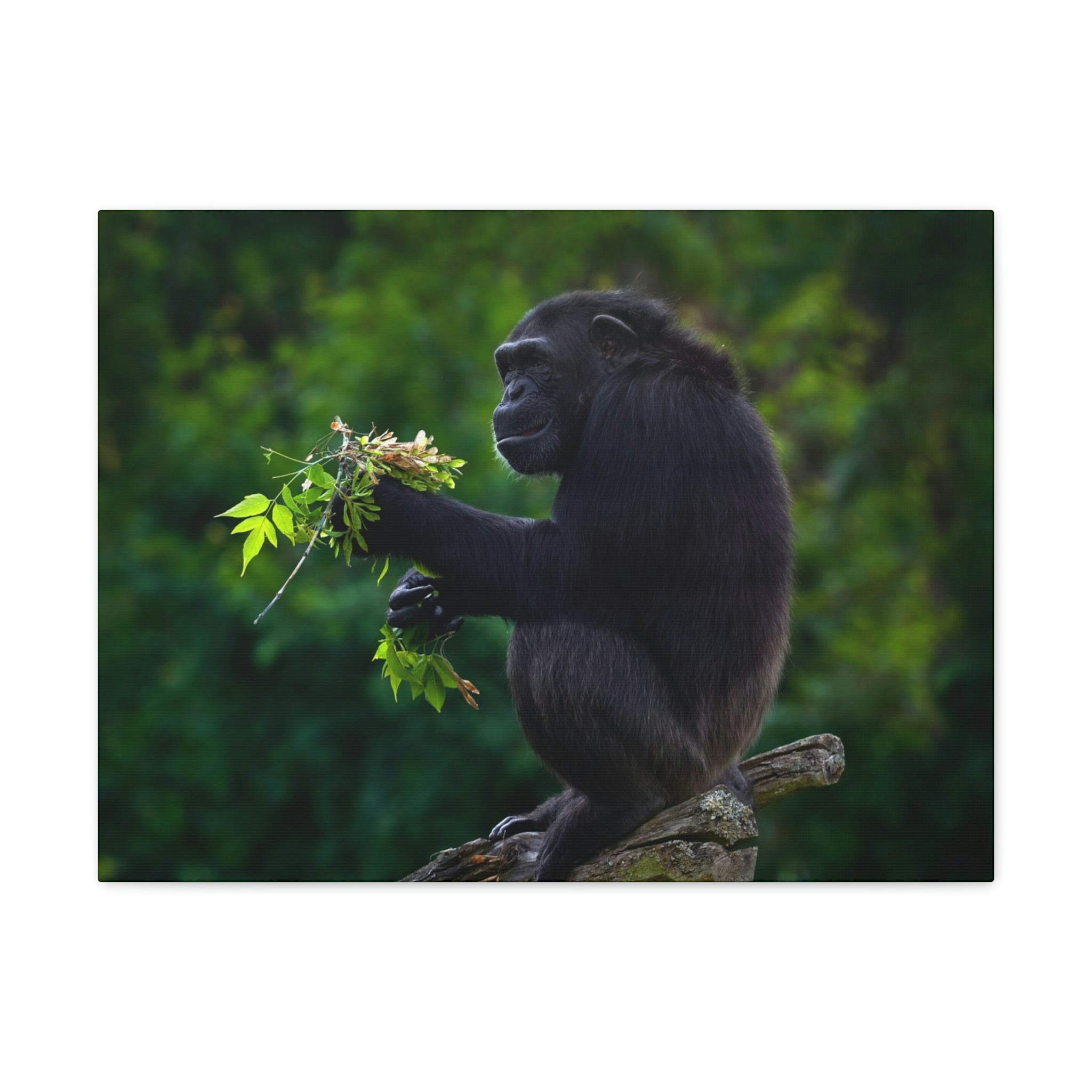 Bonobo Hunting Bonobo on Hunt Print Animal Wall Art Wildlife Canvas ...